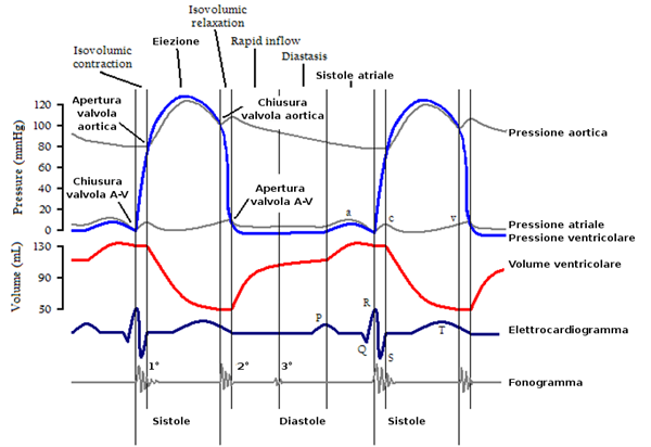 A Wiggers Diagram Is A Standard Diagram Used In Cardiac Physiology